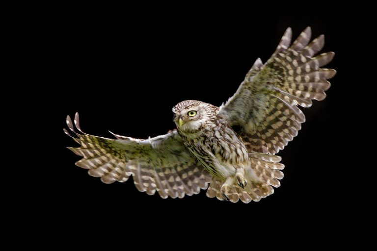 06 Cucuvea - ISA - Învățare prin sunet si atingere